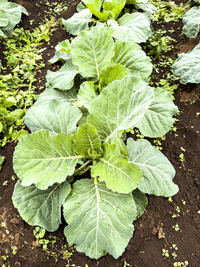 Collard greens stock photo. Image of farm, grocery, details - 341867160