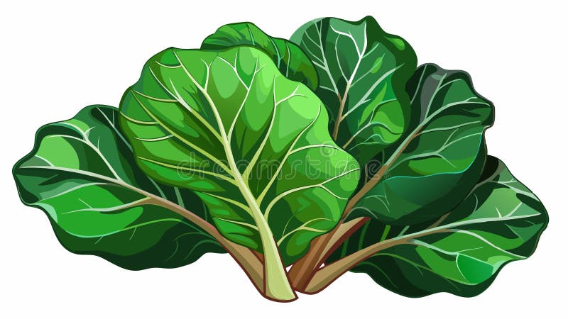 Collard Greens Isolated on Transparent Background Stock Vector ...