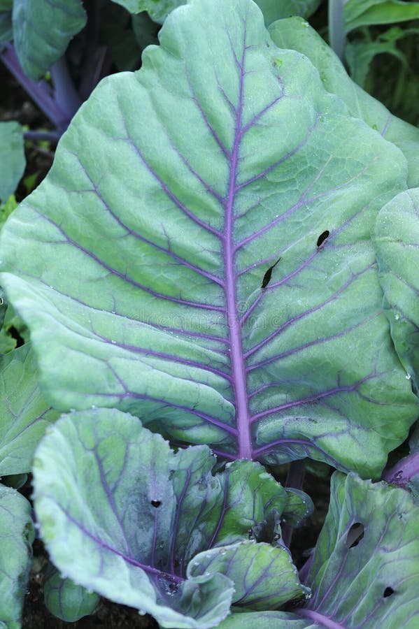 Collard greens stock image. Image of objects, length - 33816821