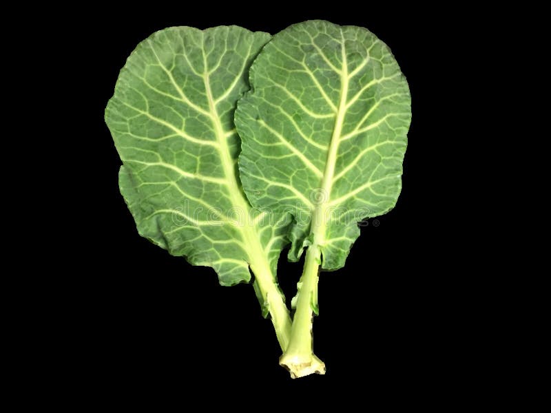 Collards Picture. Image: 162502136