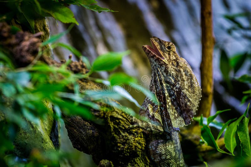 Collared Agama on a Branch in Nature Stock Image - Image of color ...