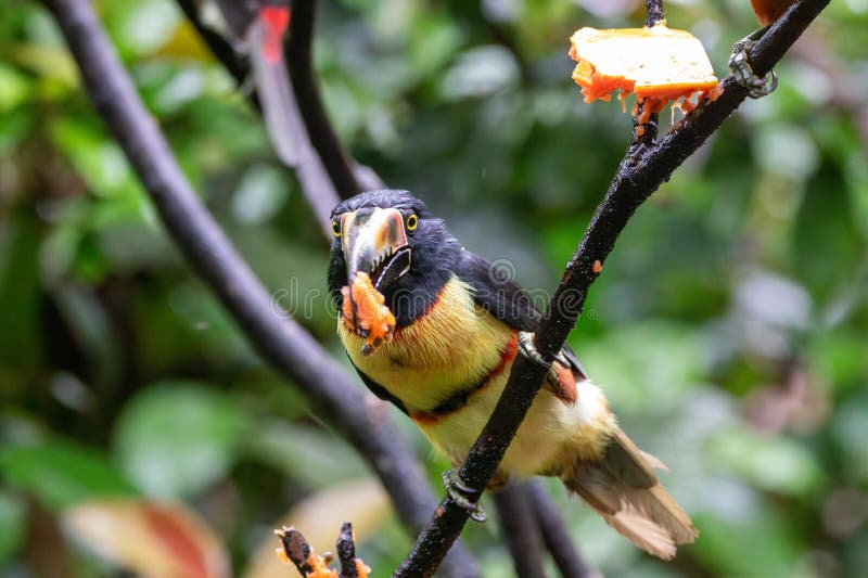 A Collared Aracari in Costa Rica Stock Image - Image of torquatus ...