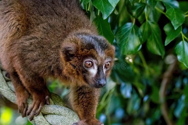 Collared Brown Lemur, Red-collared Lemur. Stock Photo - Image of lemur ...