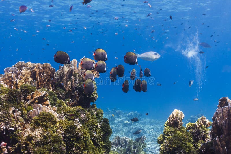 Collared Butterflyfish at Similan Island Stock Photo - Image of fancy ...