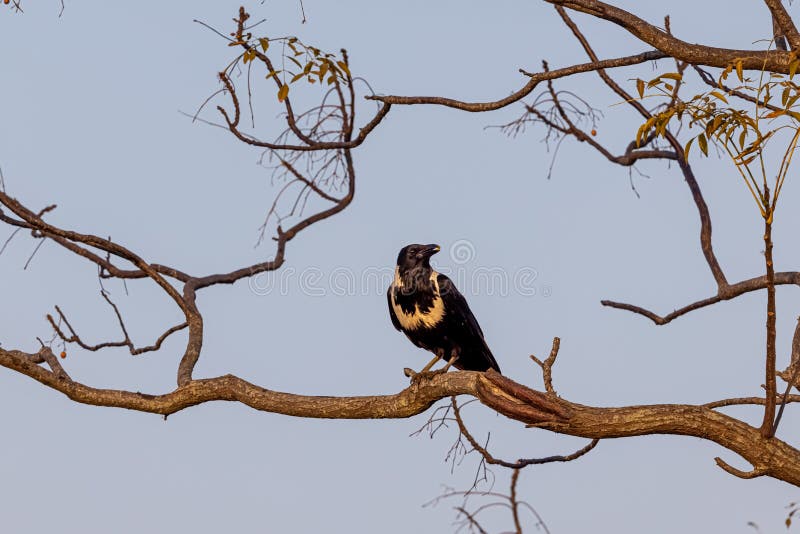 Collared Crow Corvus Torquatus Eating Fruit in Earnly Morning Sunlight ...