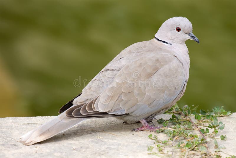 A Collared Dove Lands on a Birch Twig Stock Image - Image of wings ...