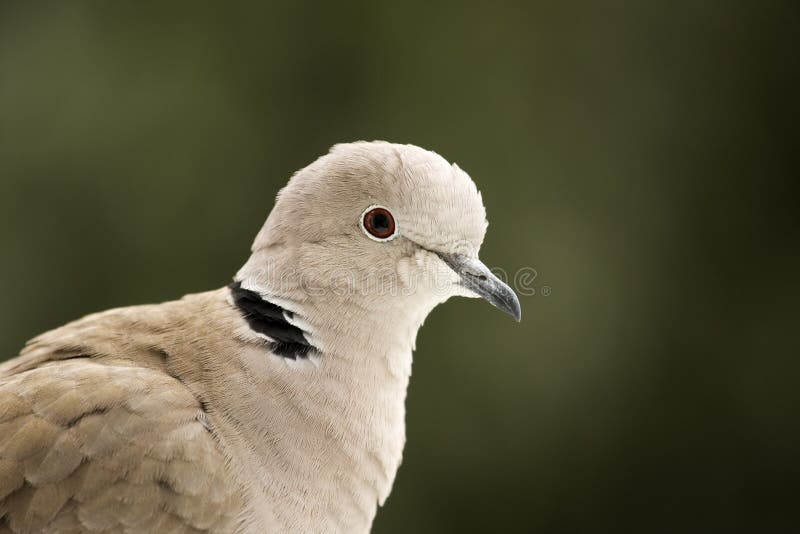 Collared dove head stock image. Image of bird, wild, head - 7077027