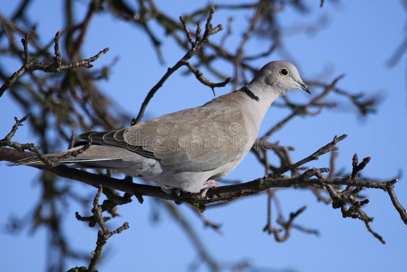 Collared Dove on the Branch Stock Image - Image of collared, nature ...