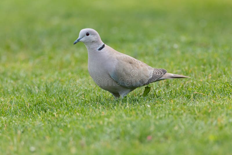 Collared dove stock photo. Image of animal, bird, green - 90346400