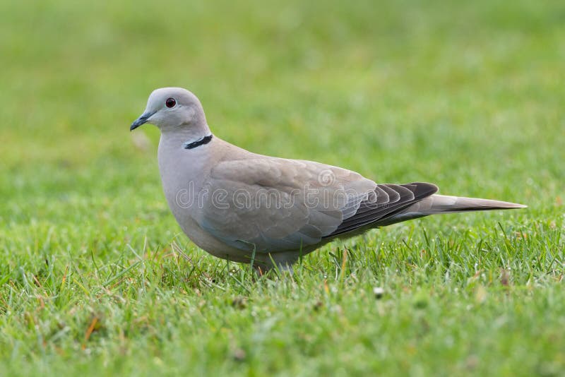 Collared dove stock image. Image of bird, background - 90346561
