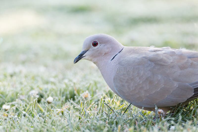 Collared dove stock photo. Image of fence, blurred, eurasian - 91584402