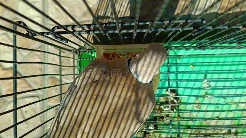 A Collared Dove Eating Some Seeds Stock Video - Video of columbidae ...