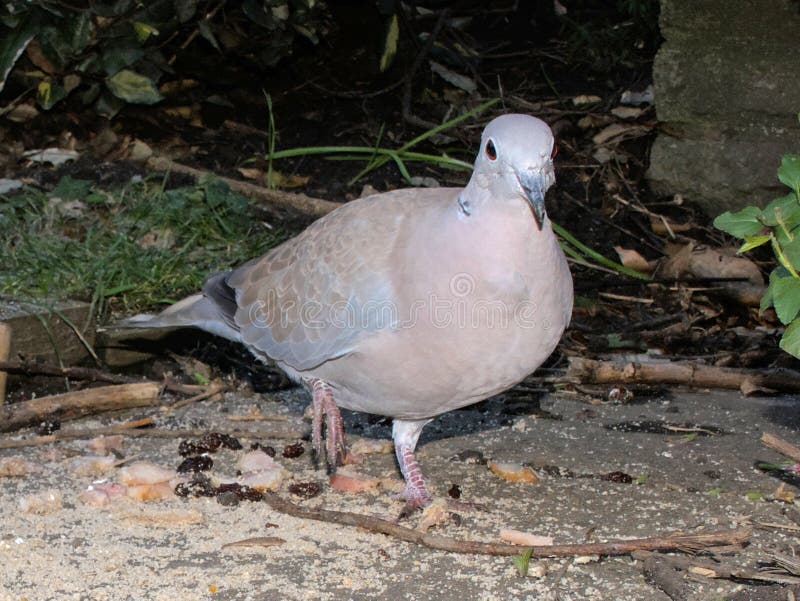 Collared Dove Feeding on the Ground Stock Image - Image of feather ...