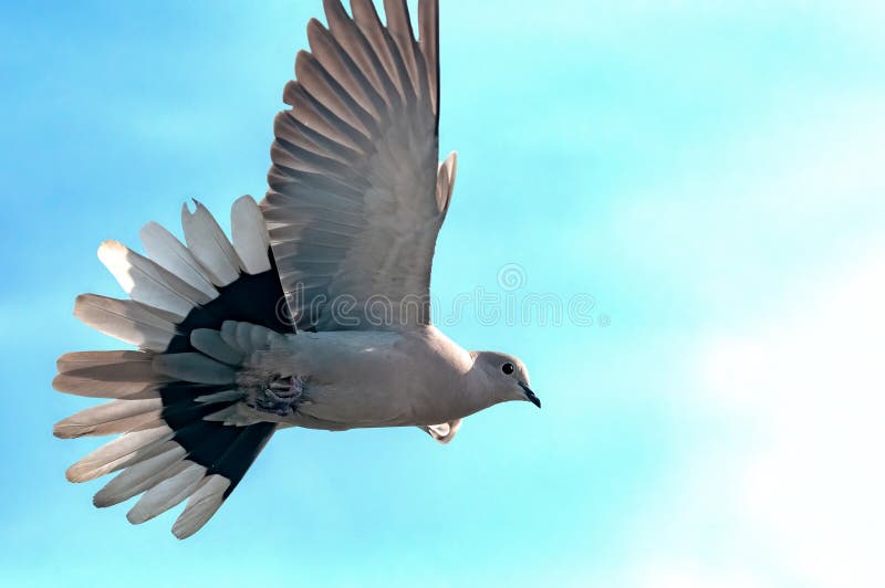 Eurasian collared dove stock photo. Image of dove, flight - 170791742