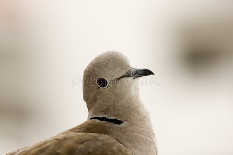 Collared dove head stock image. Image of bird, wild, head - 7077027