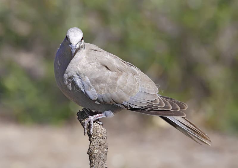 Collared dove stock photo. Image of pigeon, wild, feather - 42801856