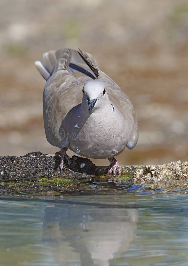 Collared dove stock photo. Image of bird, feather, wildlife - 42801896