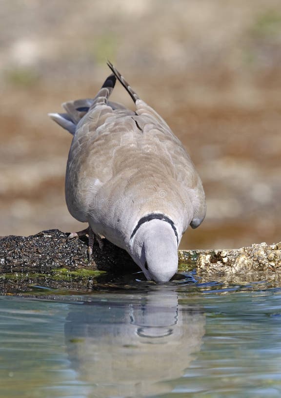 Collared dove stock photo. Image of feather, wings, animals - 42801904