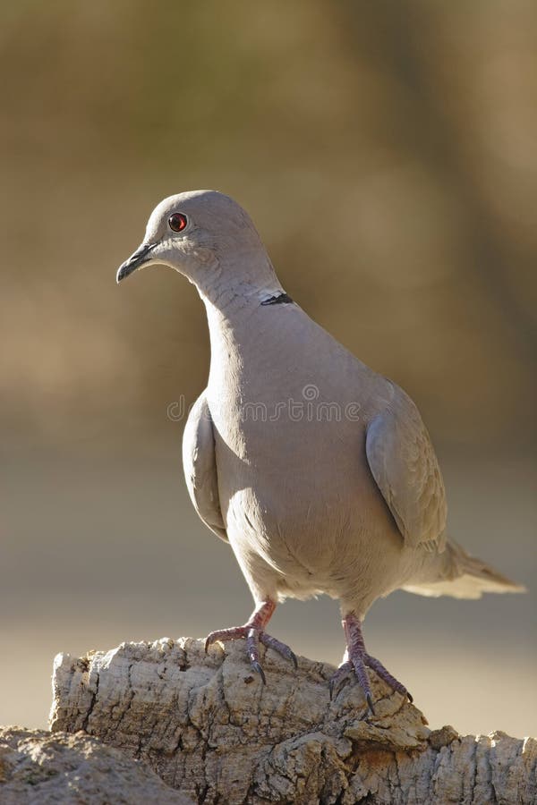 Collared dove stock image. Image of feather, wildlife - 42801913