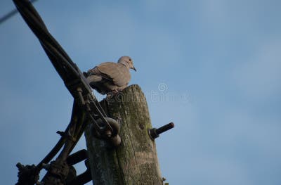 Telegraph Sweet Abby Stock Photos - Free & Royalty-Free Stock Photos ...