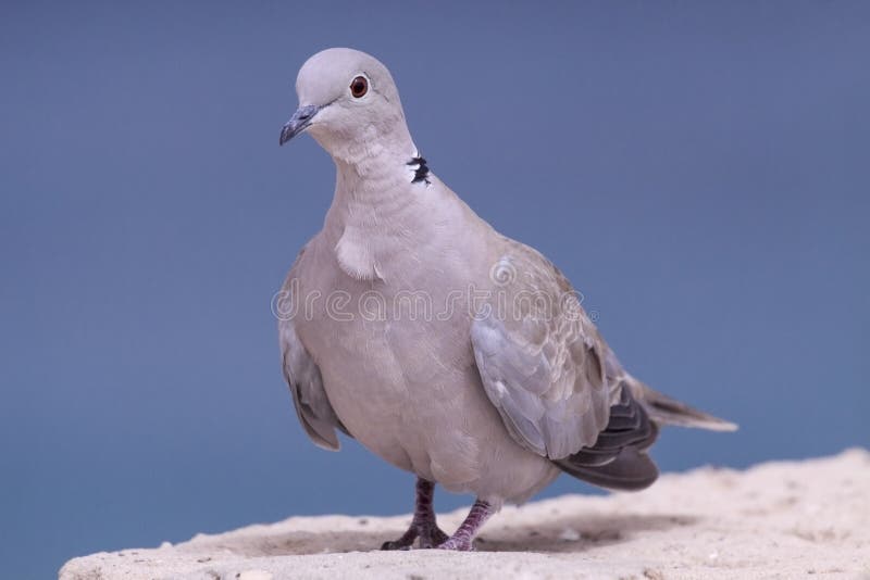 Collared Dove Near the Sea. Stock Photo - Image of cream, animal: 202925848