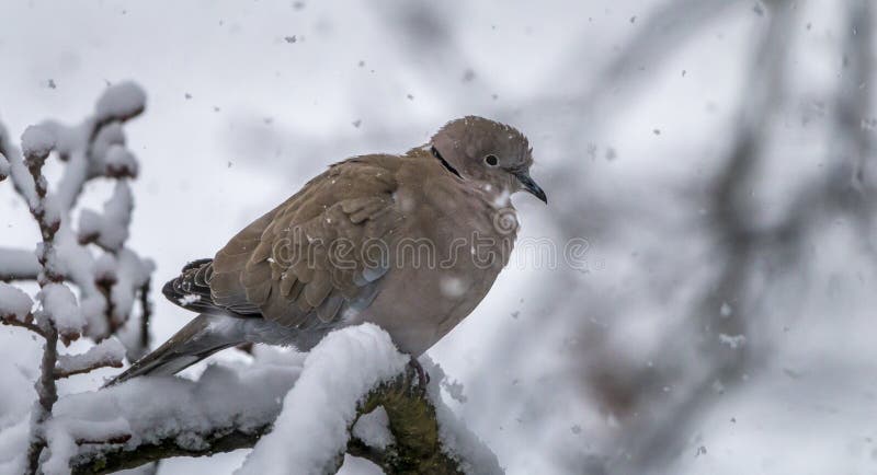 1,697 Dove Falling Stock Photos - Free & Royalty-Free Stock Photos from ...
