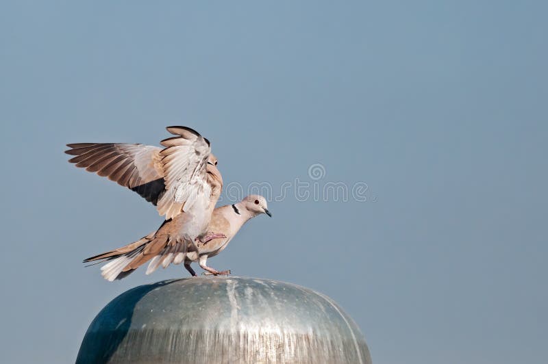 177 Collared Dove Flying Stock Photos - Free & Royalty-Free Stock ...