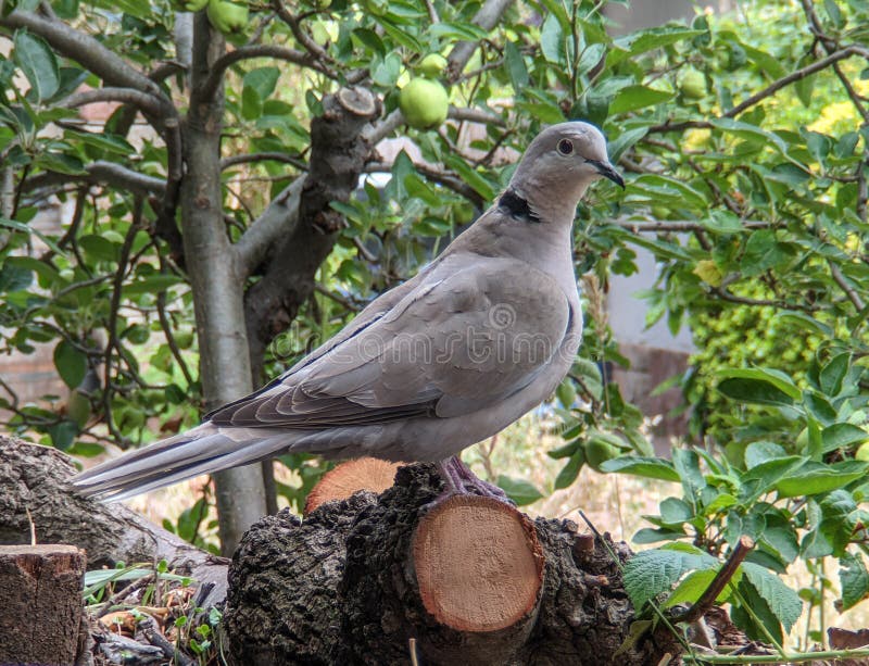 Collared Dove on tree log stock image. Image of decaocto - 221520079