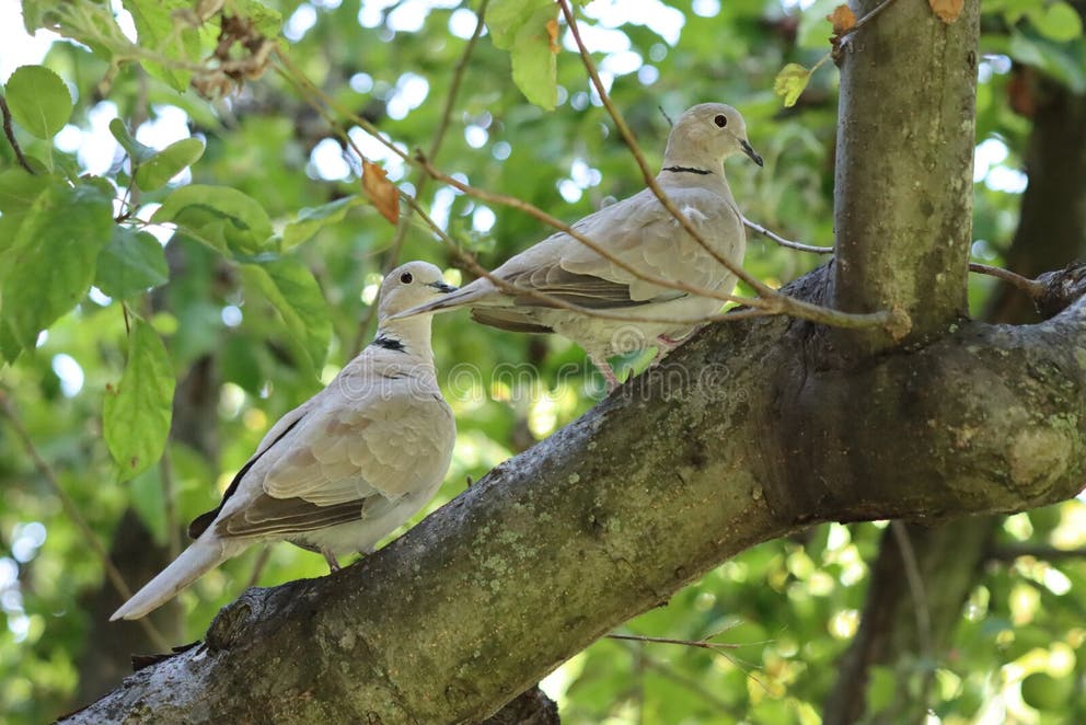 Collared Doves on Apple Tree Stock Photo - Image of beak, branch: 222548622