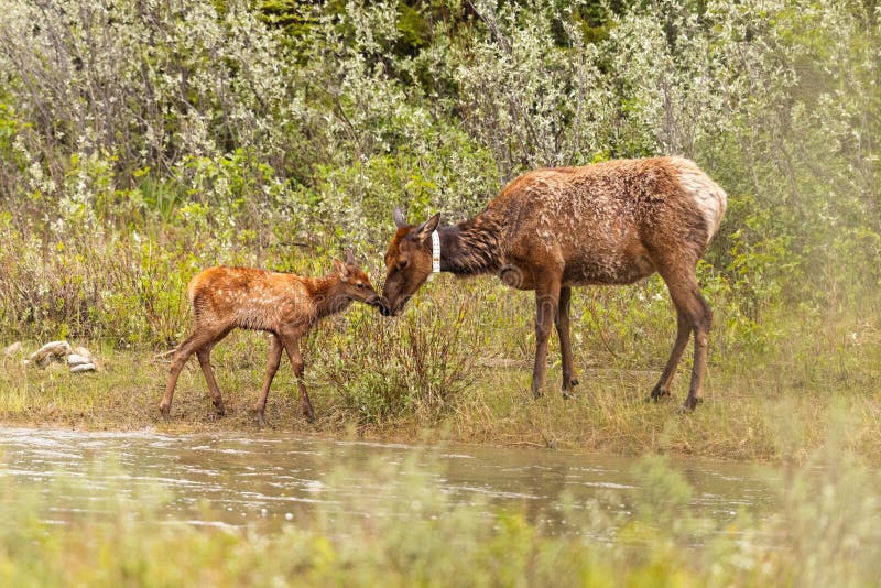 Collared Elk Mother Nuzzling Its Newborn Calf Stock Image - Image of ...