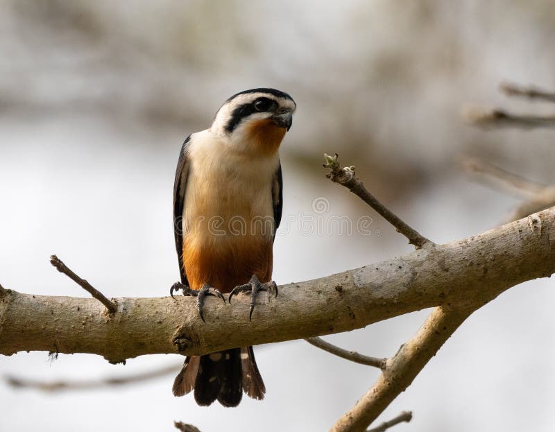 Collared Falconet Sitting on Branch Stock Photo - Image of bird, nature ...