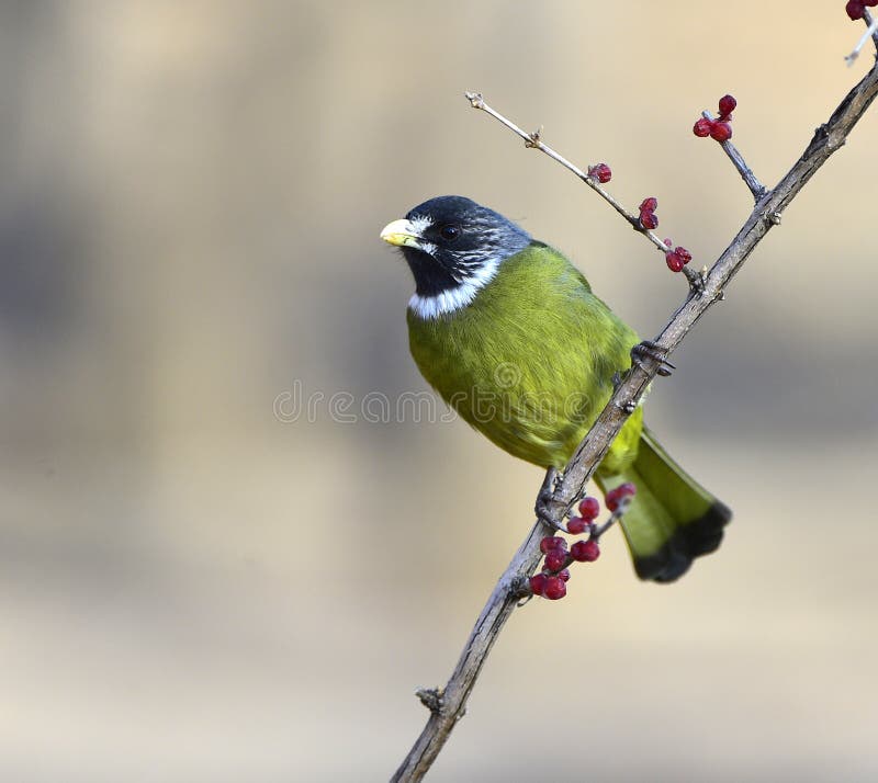 Collared Finchbill stock image. Image of wild, looking - 48490613