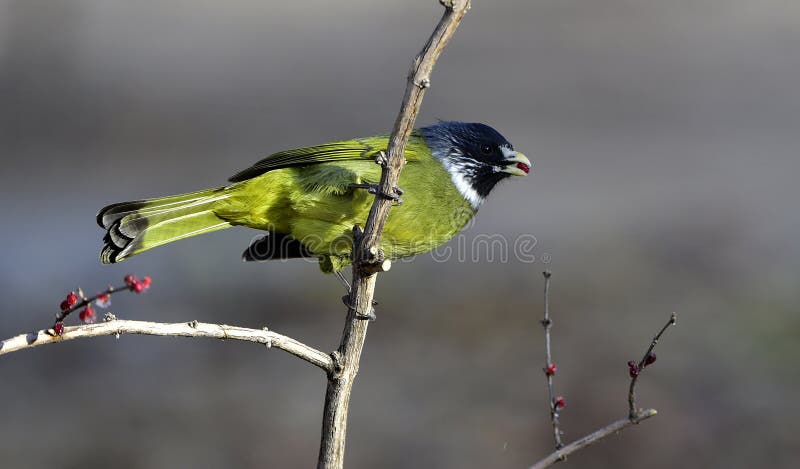 Collared Finchbill stock image. Image of trees, living - 48490753