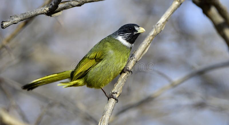 Collared Finchbill stock image. Image of trees, birds - 48491231