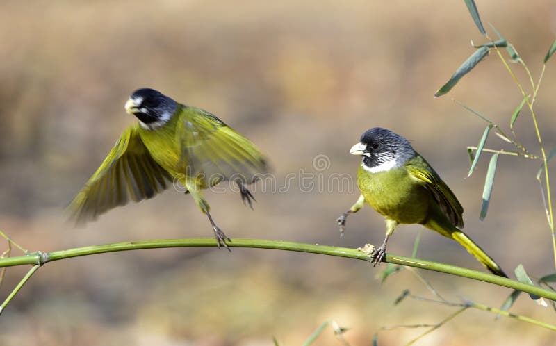 Collared Finchbill stock photo. Image of food, looking - 48609092