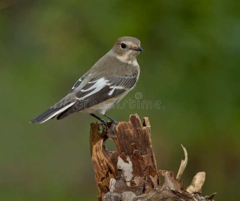 Collared Flycatcher (Ficedula Albicollis) Stock Image - Image of ...