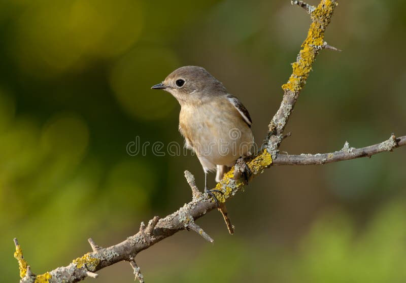 Collared Flycatcher (Ficedula Albicollis) Stock Photo - Image of ...
