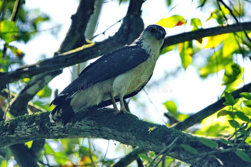 Collared Forest-falcon in a Tree Stock Photo - Image of manabi, america ...