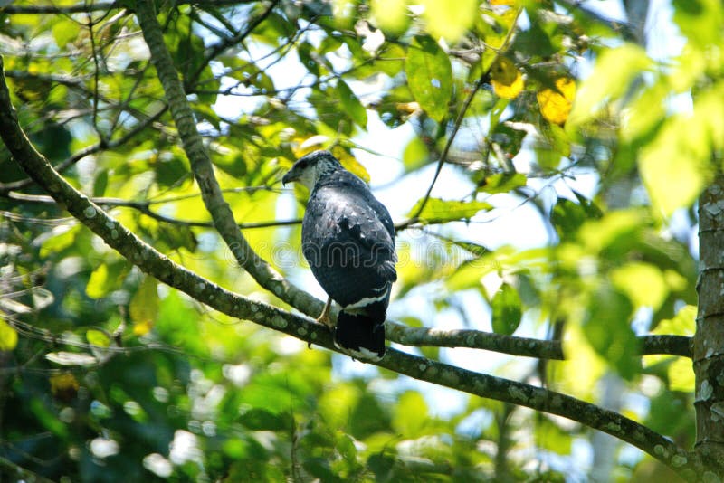 Collared Forest-falcon in a Tree Stock Image - Image of ayampe, latin ...