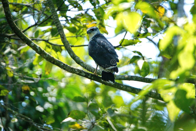 Collared Forest-falcon in a Tree Stock Image - Image of forestfalcon ...