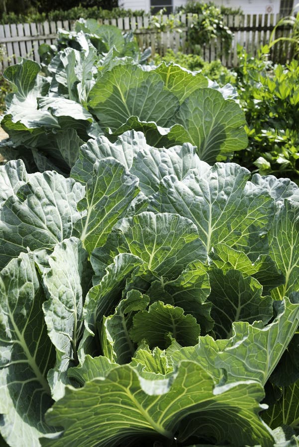 Collared Greens Stock Photos - Free & Royalty-Free Stock Photos from ...