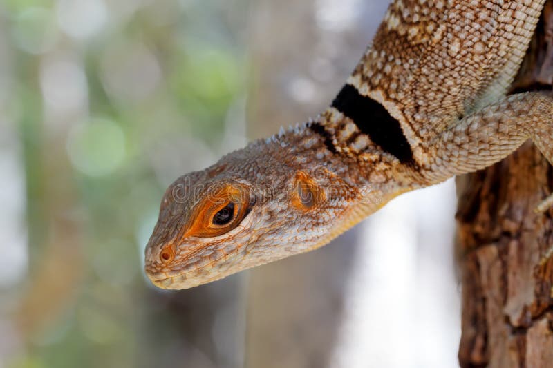 Collared Iguanid Lizard, Madagascar Stock Photo - Image of ecology ...