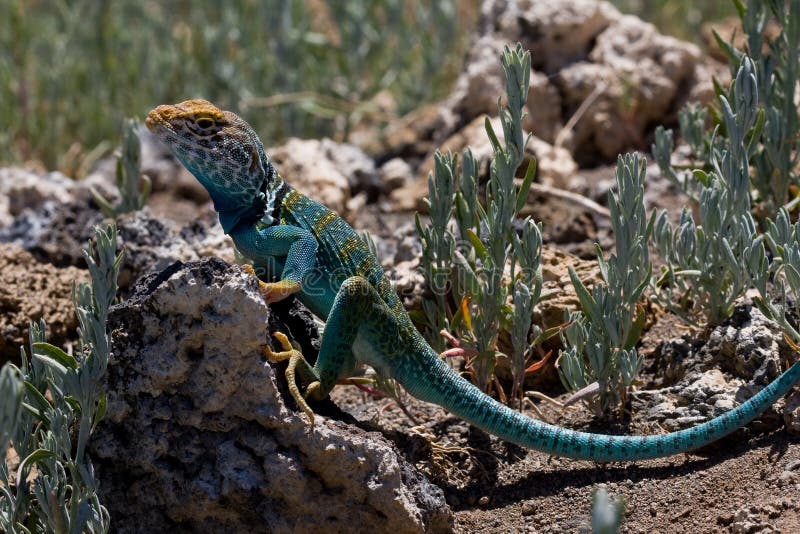 Collared Lizard 2 stock image. Image of cinder, volcanic - 9097777