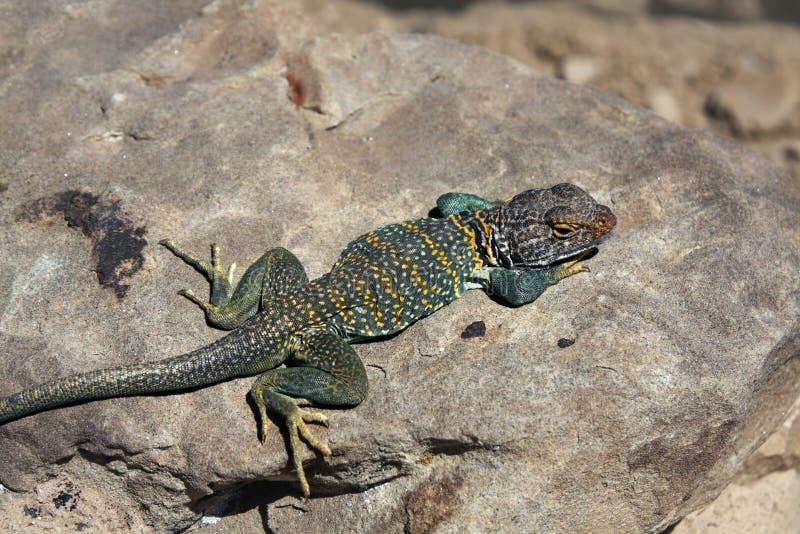 Collared lizard stock image. Image of common, green, oklahoma - 28580047
