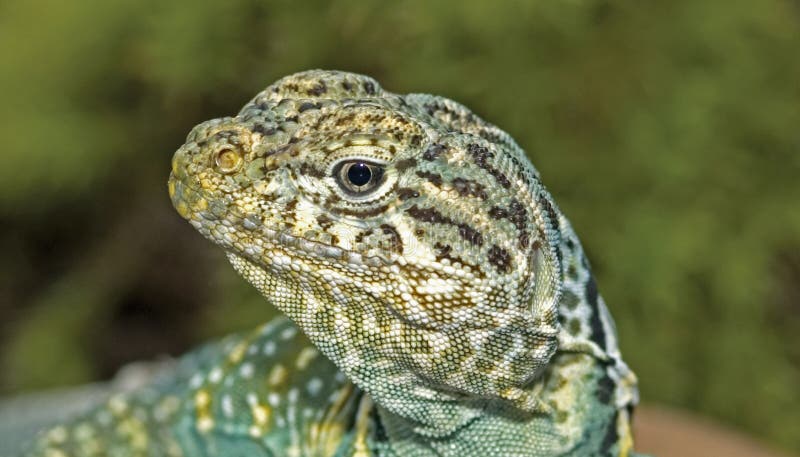 Collared Lizard (crotaphytus Collaris) Stock Image - Image of yellow ...