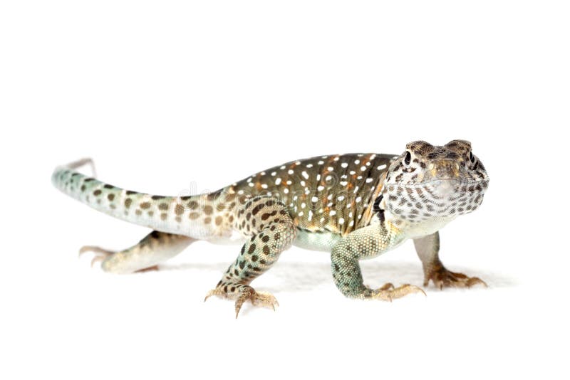 Collared Lizard Isolated on White Background Stock Image - Image of ...
