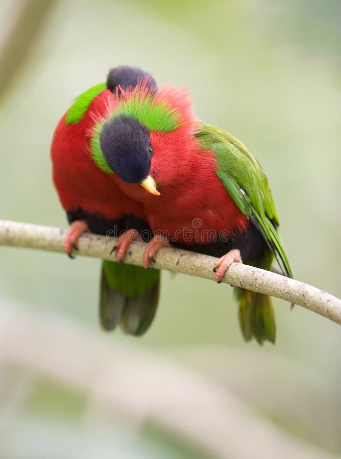 Collared Lories, Fiji Red Green Bird Stock Image - Image of beak, fowl ...