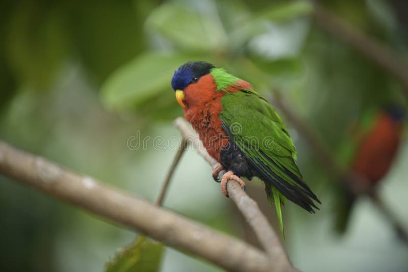 Collared Lory stock image. Image of feathers, consists - 42070541