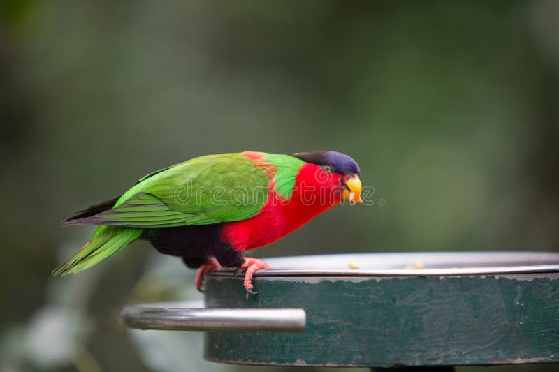 Collared Lory Perched between Green Foliage Stock Photo - Image of ...