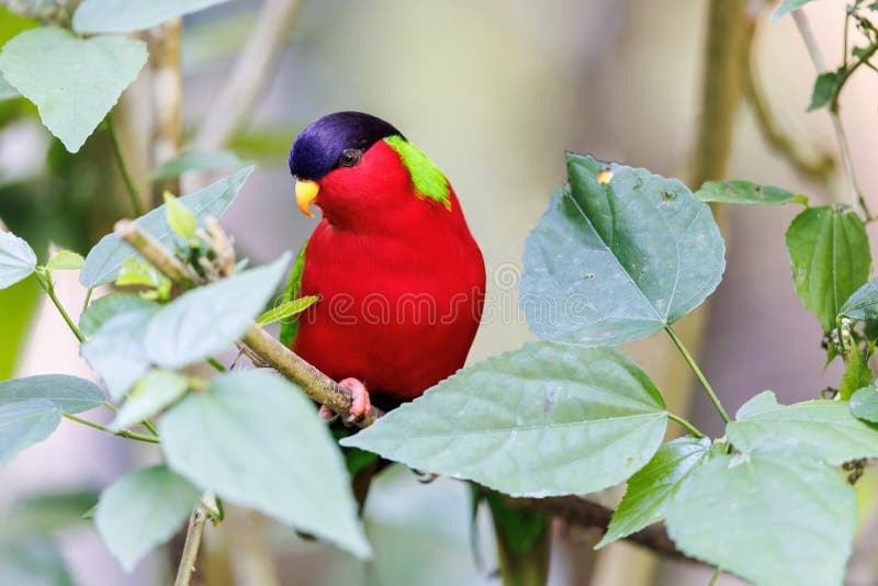 Collared Lory Perched between Green Foliage Stock Photo - Image of ...